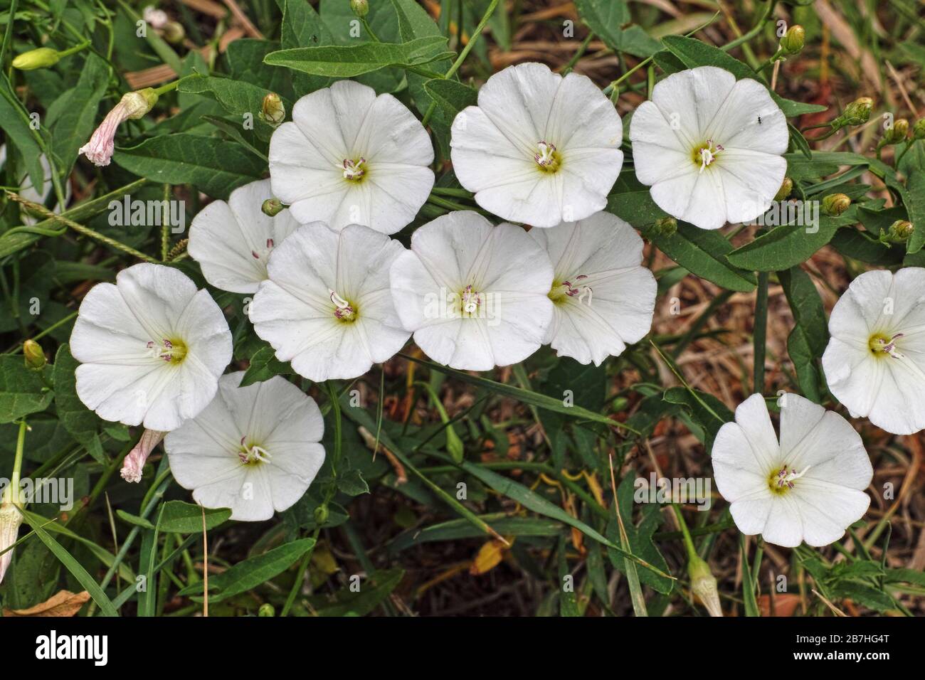 plant of field bindweed, Convolvulus arvensis Stock Photo - Alamy