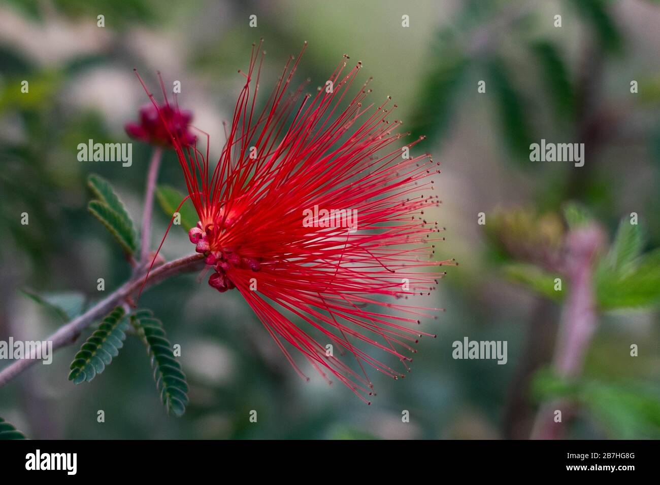 Fairy duster flower hi-res stock photography and images - Alamy