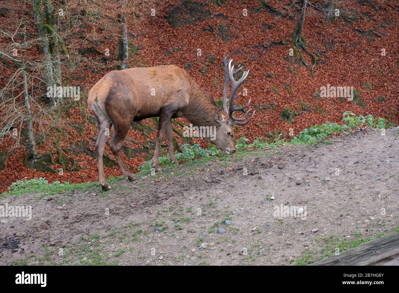 Stag in autumn forest hi-res stock photography and images - Alamy