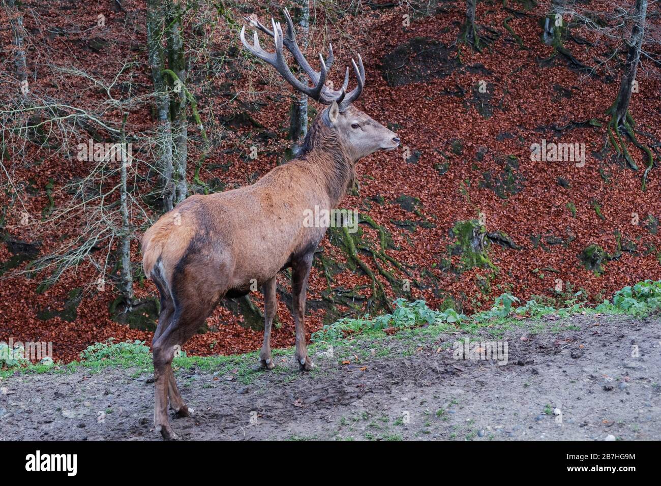 Stag in the forest hi-res stock photography and images - Alamy