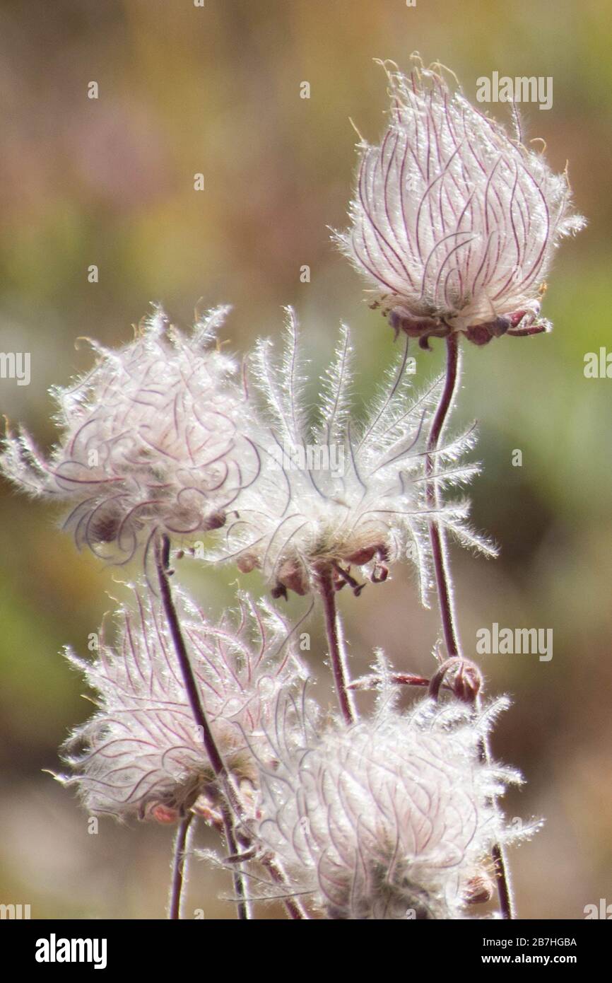 fluffy white flowering weed Stock Photo - Alamy