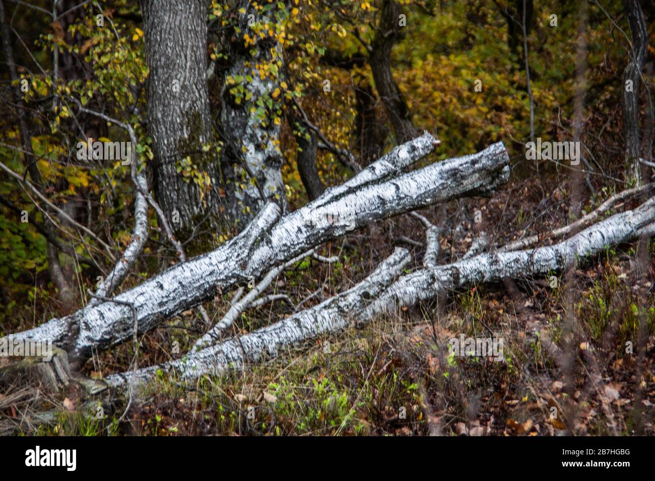 Trunks branches birch green leaves hi-res stock photography and images ...