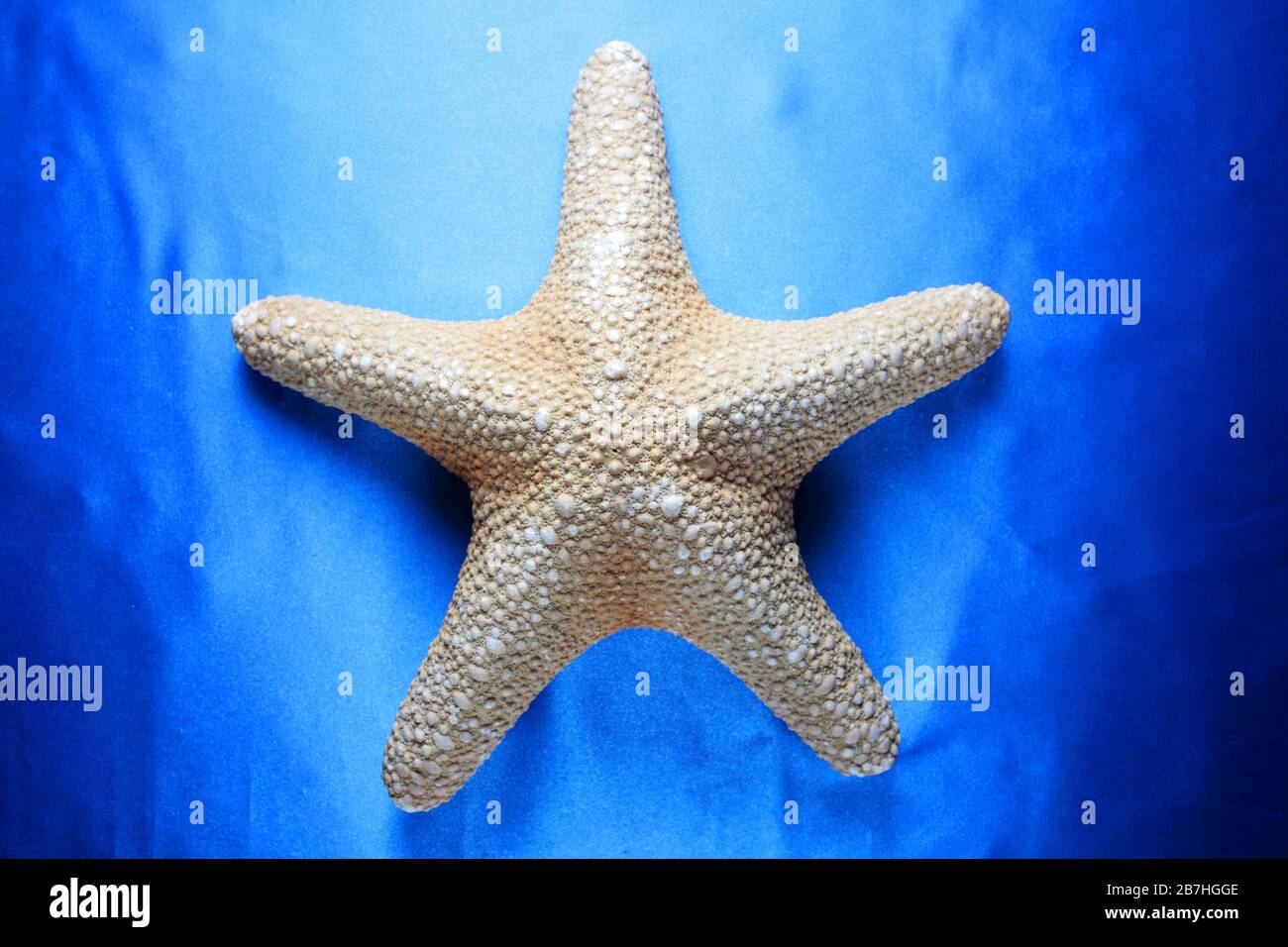 Real starfish hi-res stock photography and images - Alamy