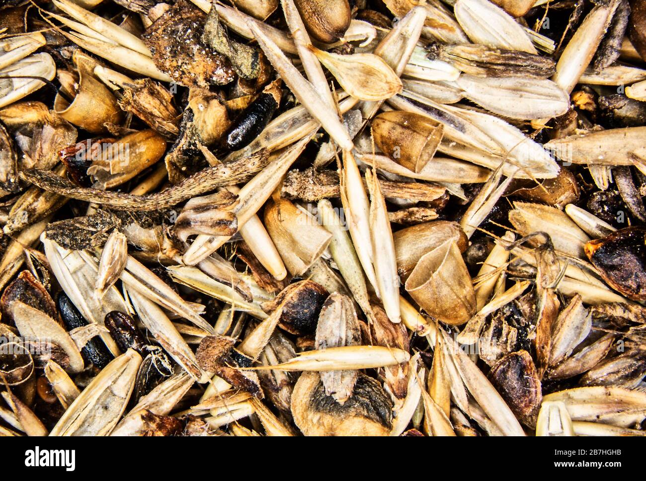 brown grass seeds with wild flowers Stock Photo - Alamy