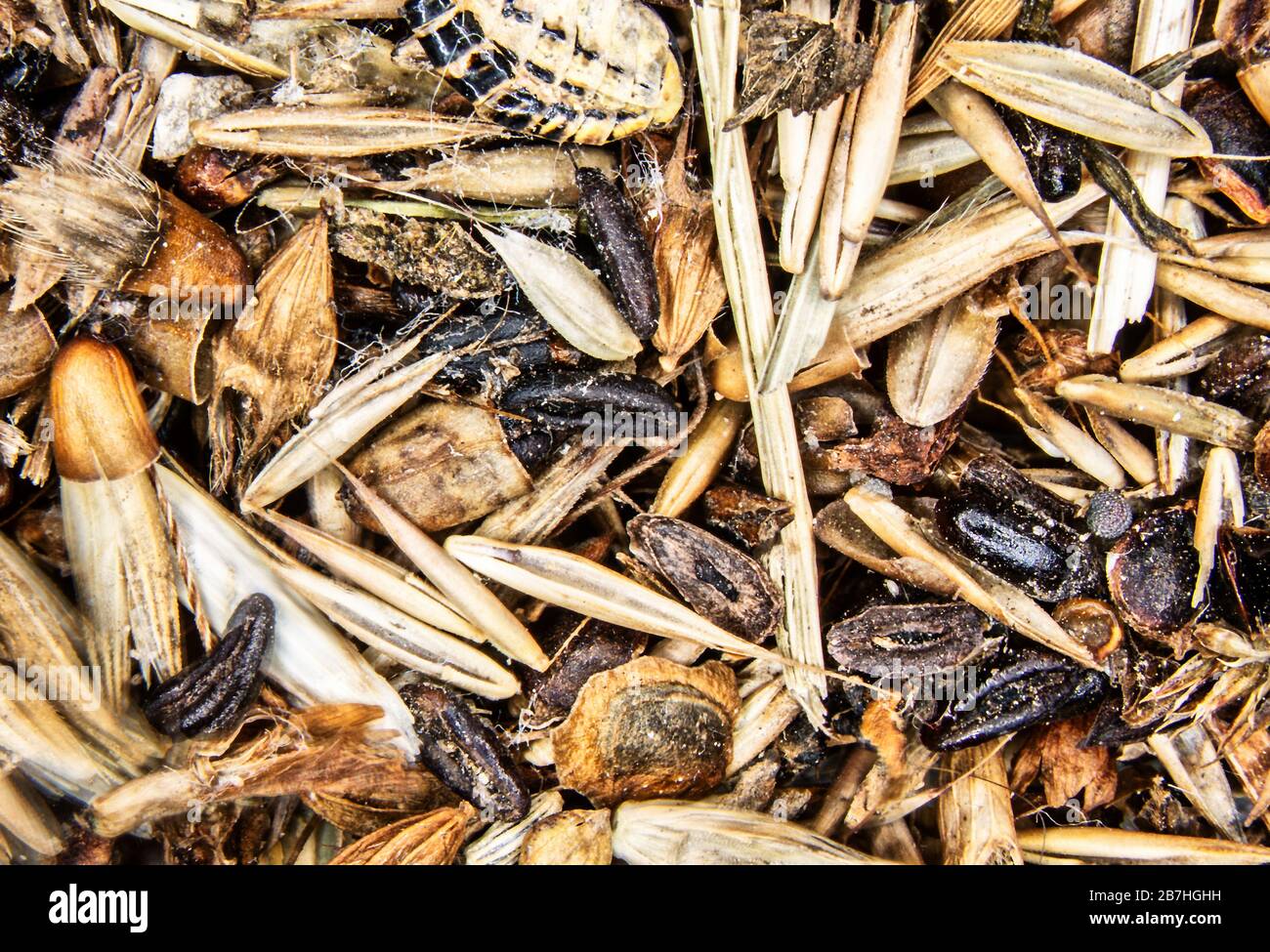 brown grass seeds with wild flowers Stock Photo - Alamy