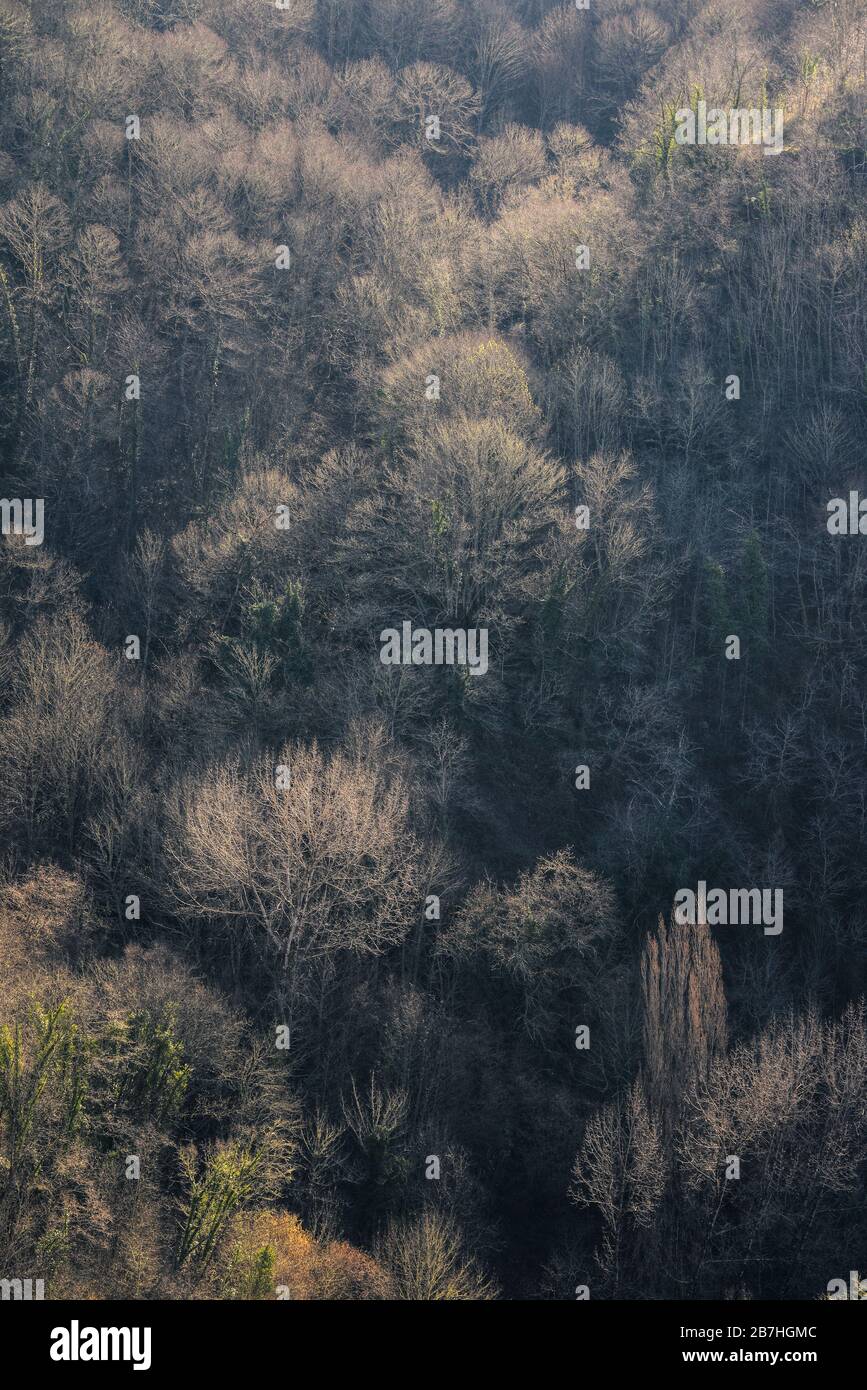 Glowing tree branches in the woods in winter at Courel Mountain Range ...