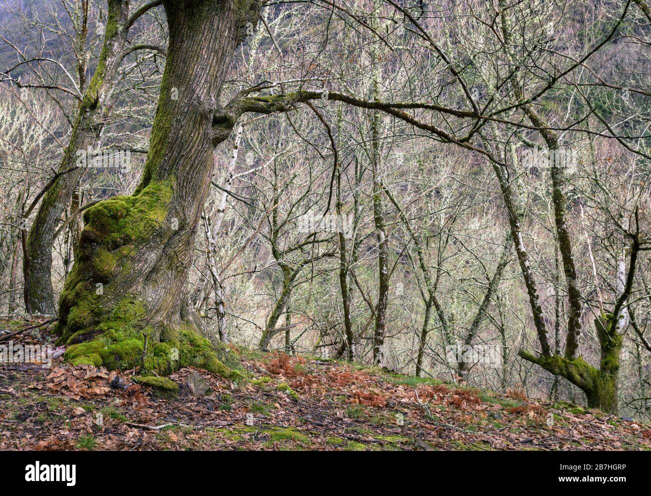 Twisted and mossy deciduous oak trunk devoid of winter foliage Stock ...