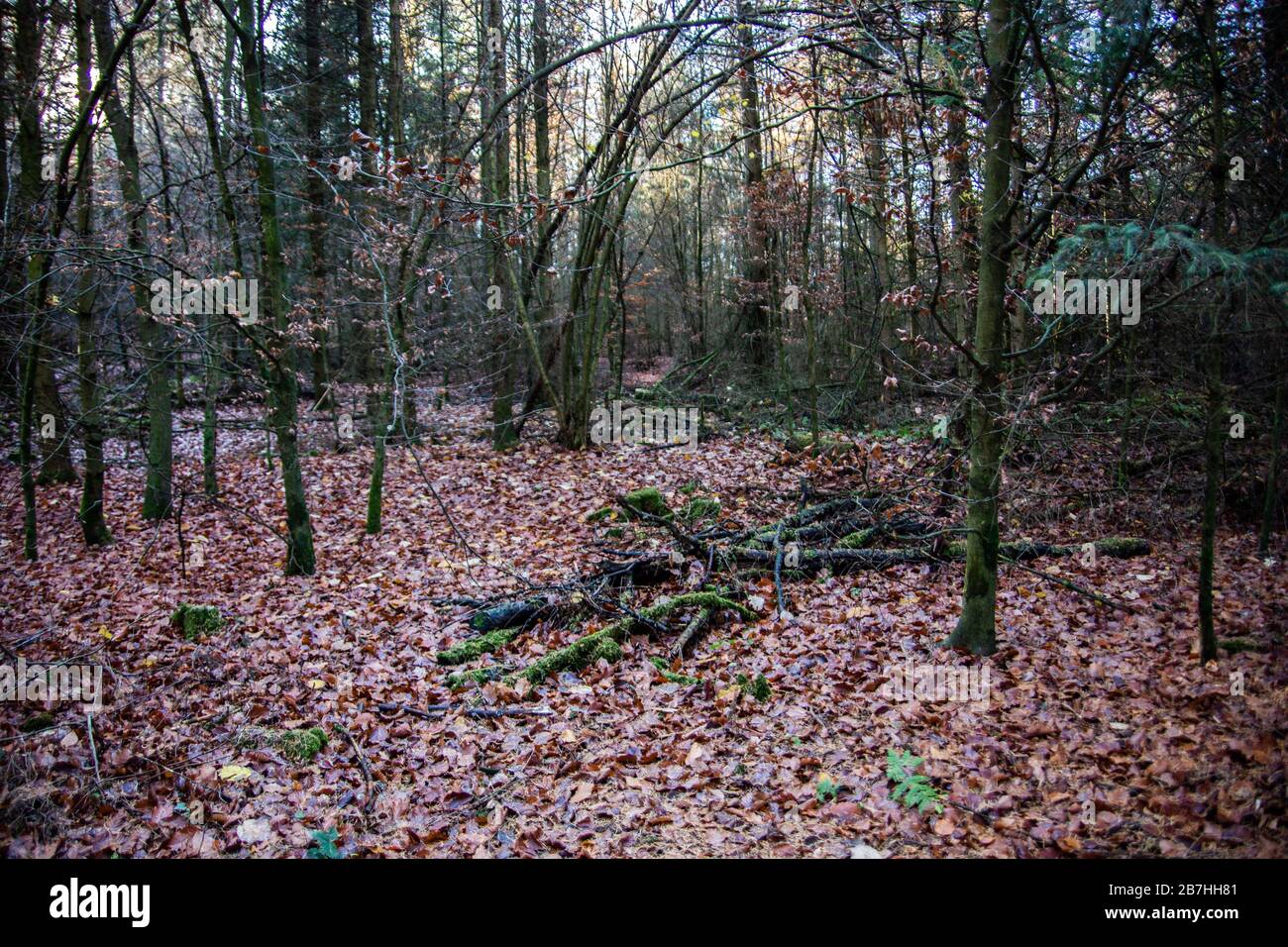 Wide forest path hi-res stock photography and images - Alamy
