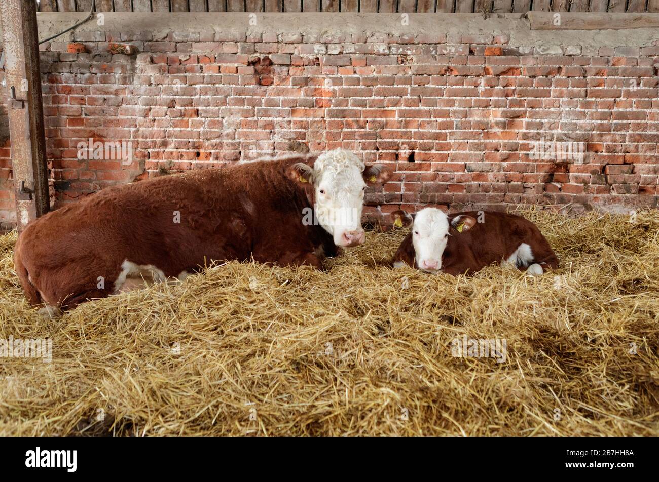 Cow bull calf hi-res stock photography and images - Alamy