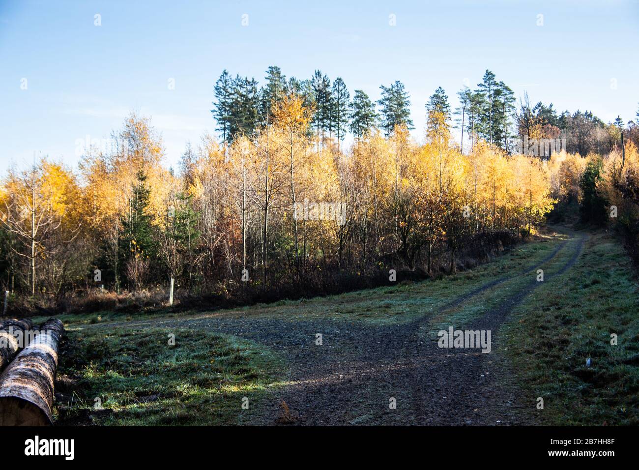 Wide forest path hi-res stock photography and images - Alamy