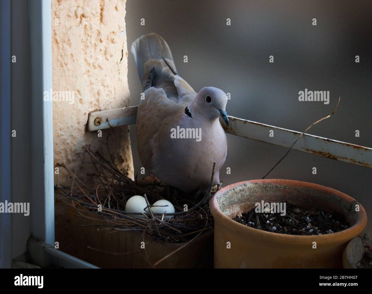 Dove is nesting in a flowerpot on the windowsill with two eggs in the ...