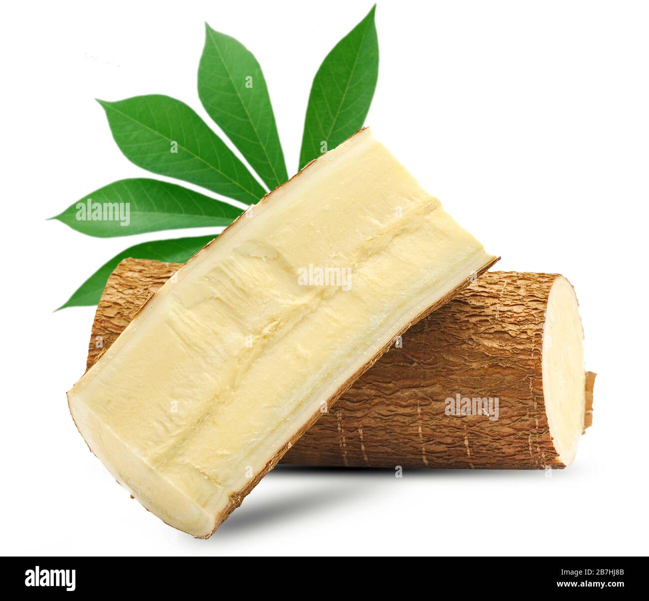 Cassava isolated on white background Stock Photo - Alamy