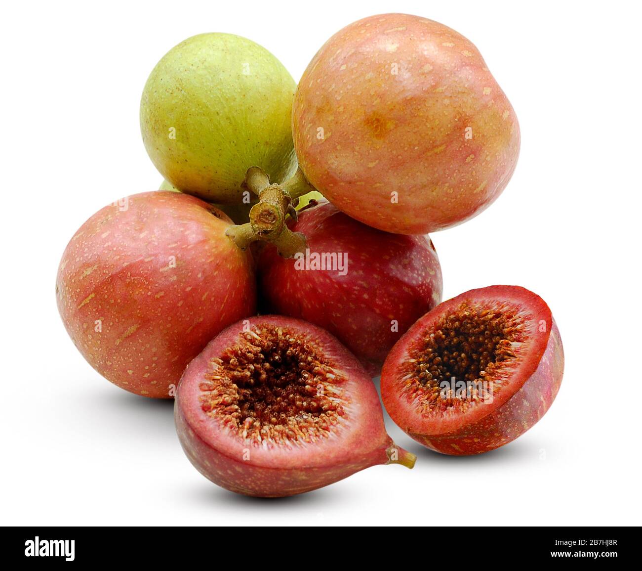 Ficus racemosa hi-res stock photography and images - Alamy