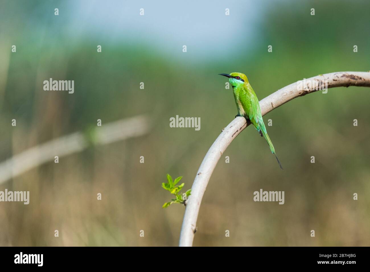 The green bee-eater (Merops orientalis) sometimes little green bee ...