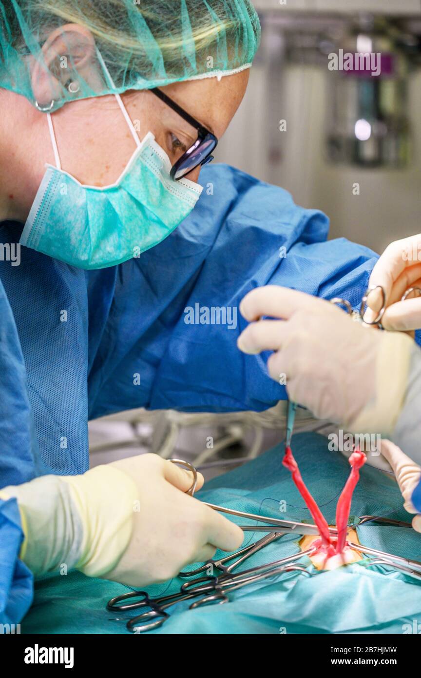 Female surgeon in operation room, operating a patient Stock Photo - Alamy