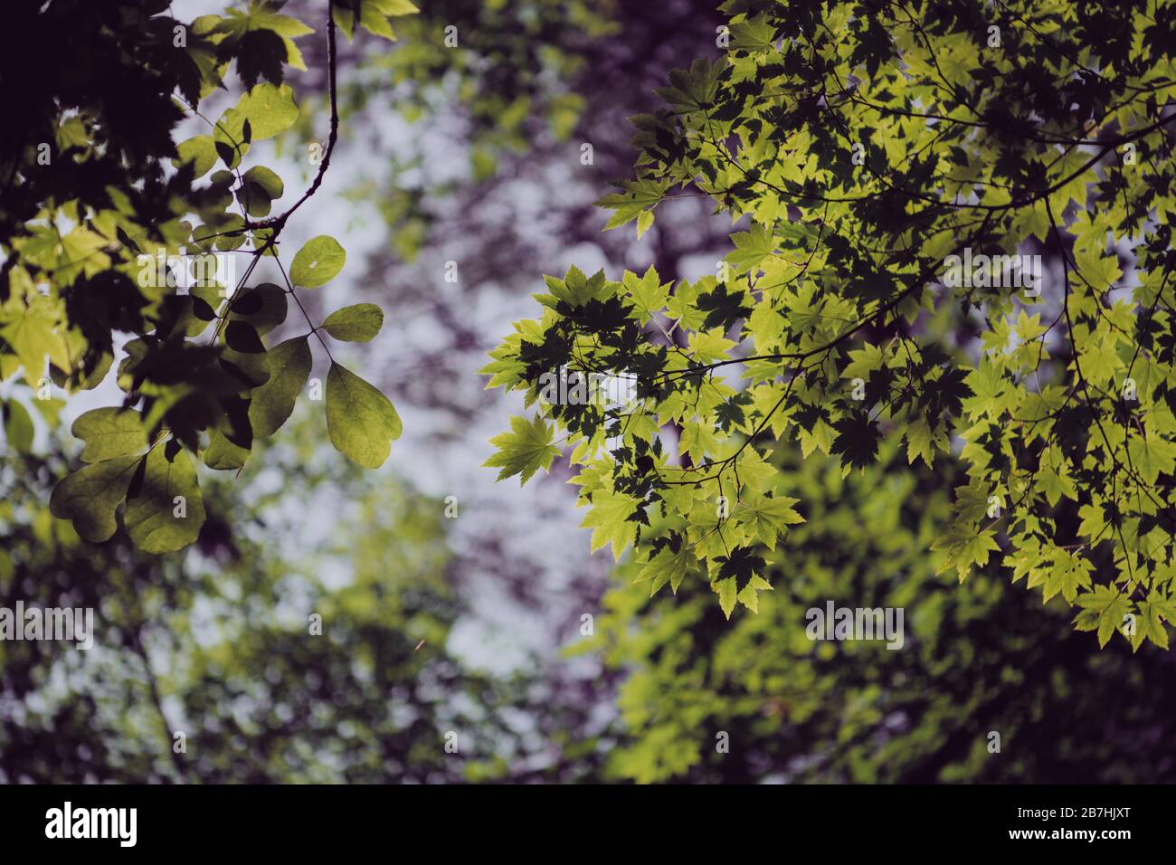 The feeling of the forest in early summer is like falling into a ...