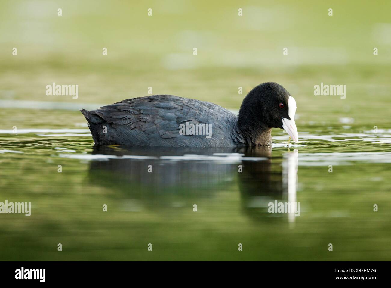 Adult Eurasian coot (Fulica atra) in green water, showing dark head ...