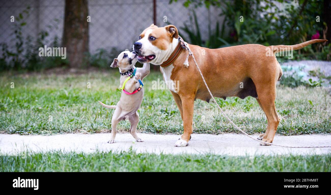 cute american staffordshire terrier, puppy playing with mother image ...