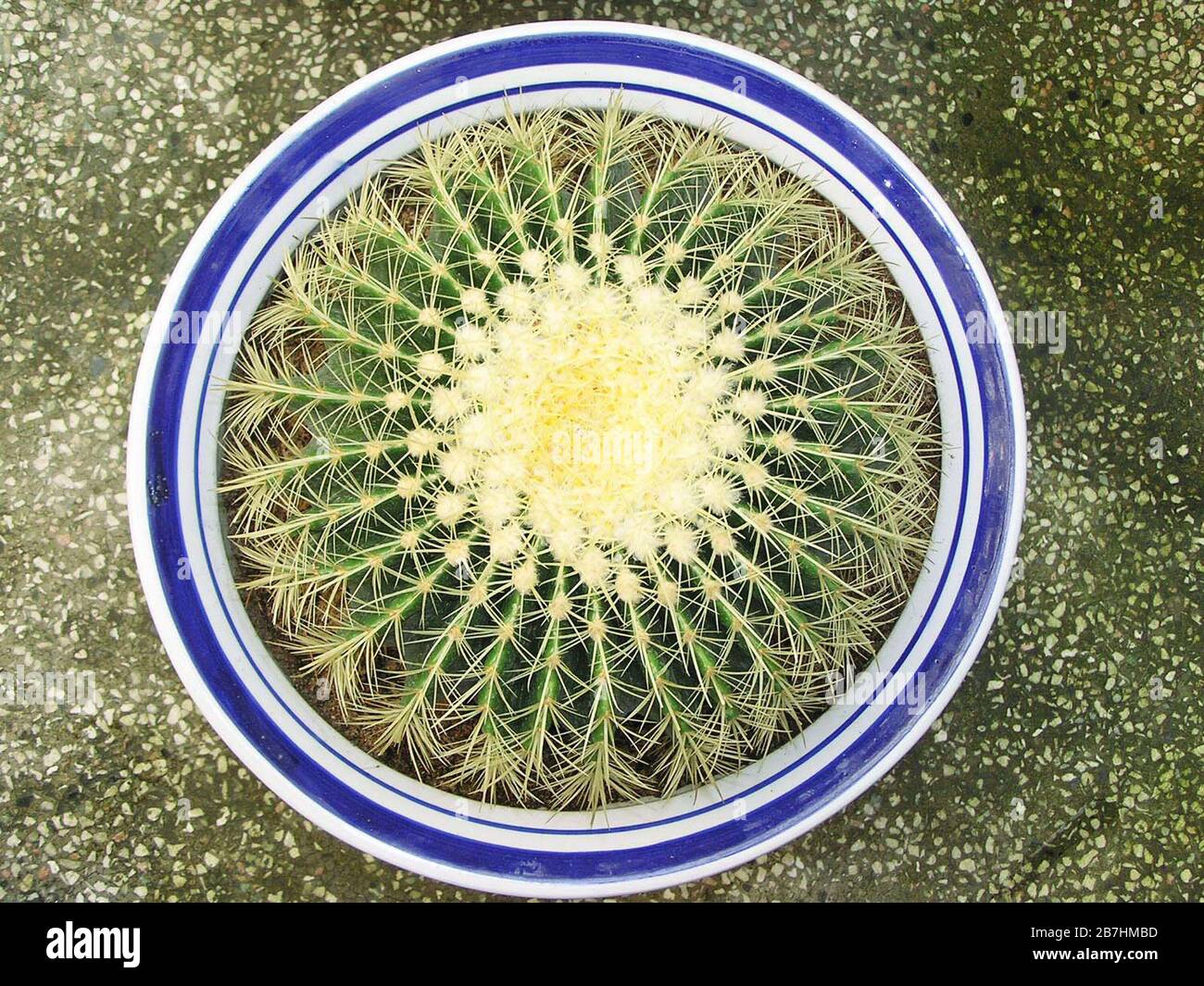 cactus plants in a garden north china Stock Photo - Alamy