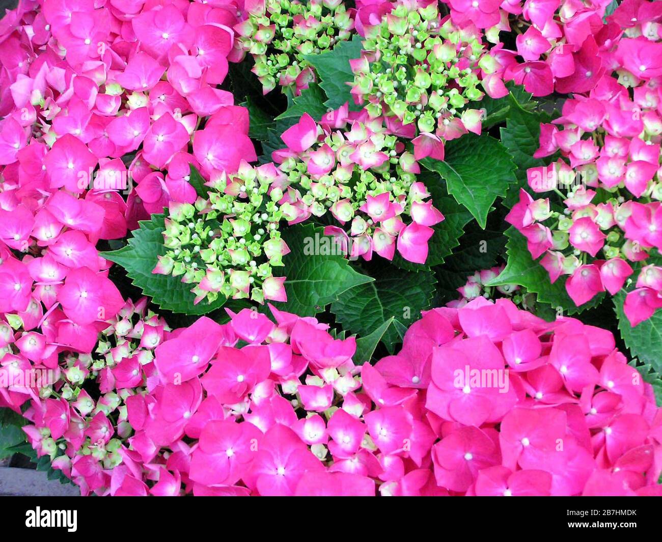 large leaf hydrangea flowers in full bloom, close up of pictures, red ...