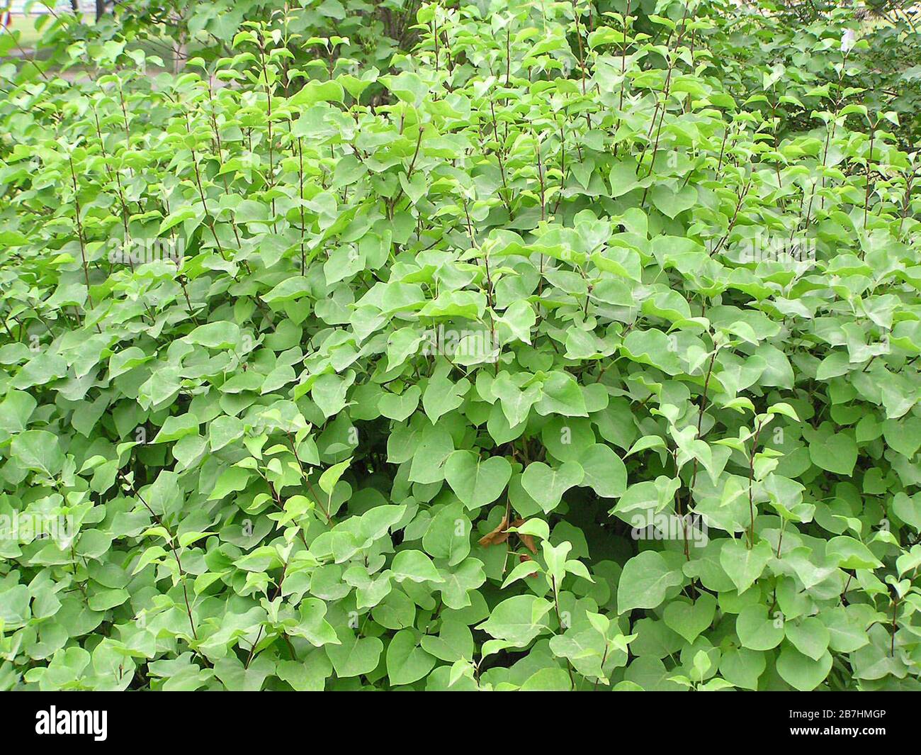 Green plant leaves, vigorous growth Stock Photo - Alamy