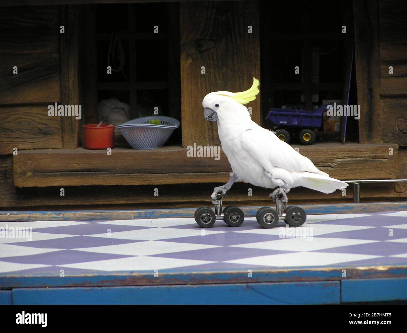 The parrot is skating on the roller coaster. It's a lovely performance ...