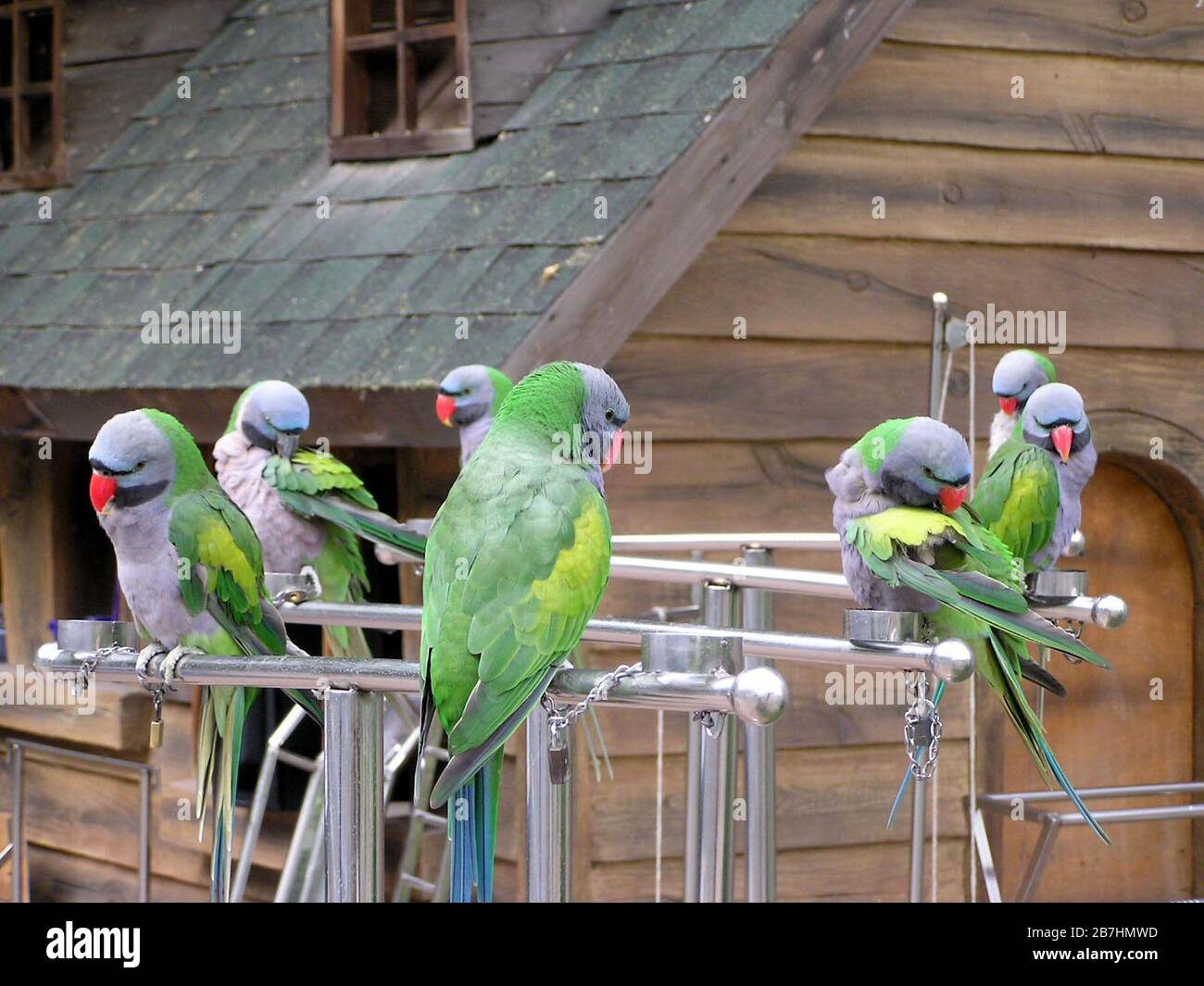 Parrots in action hi-res stock photography and images - Alamy