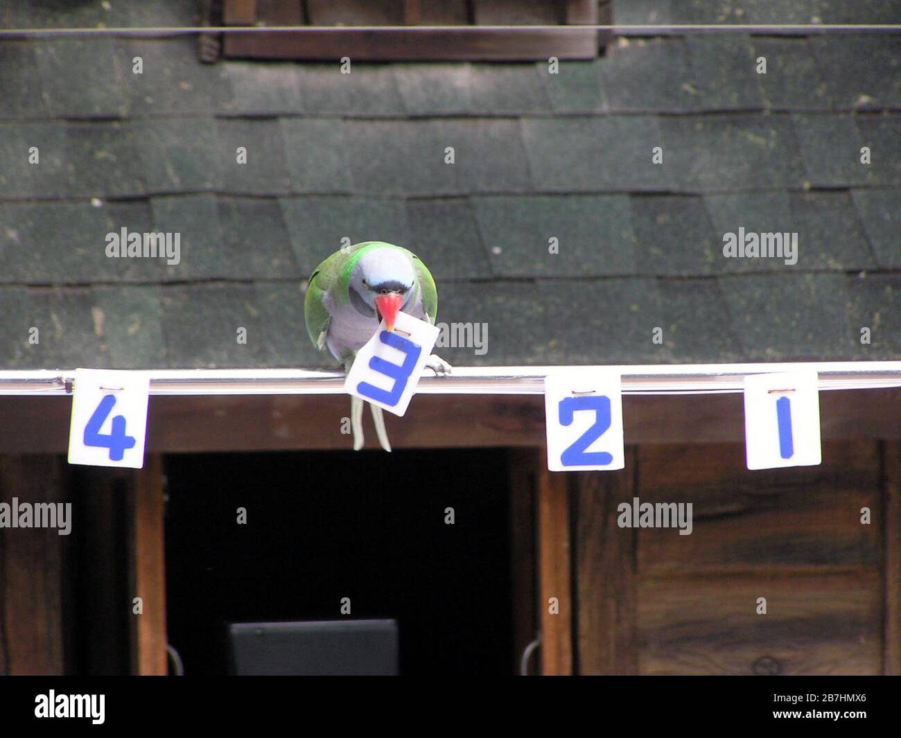 The parrot is doing the math Stock Photo - Alamy