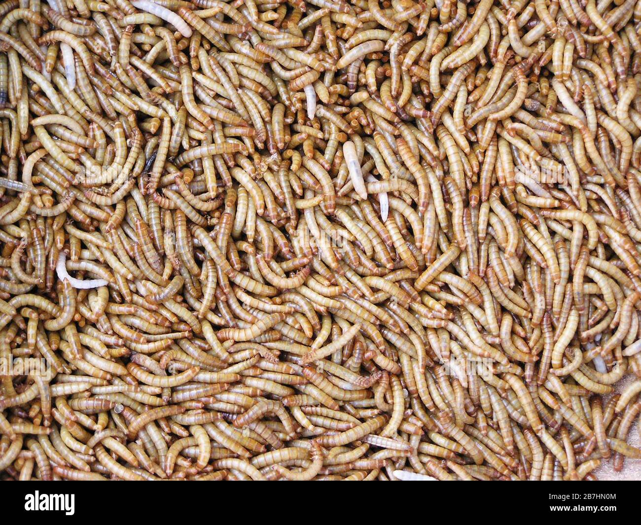Many insects in together, very large Numbers insects Stock Photo - Alamy