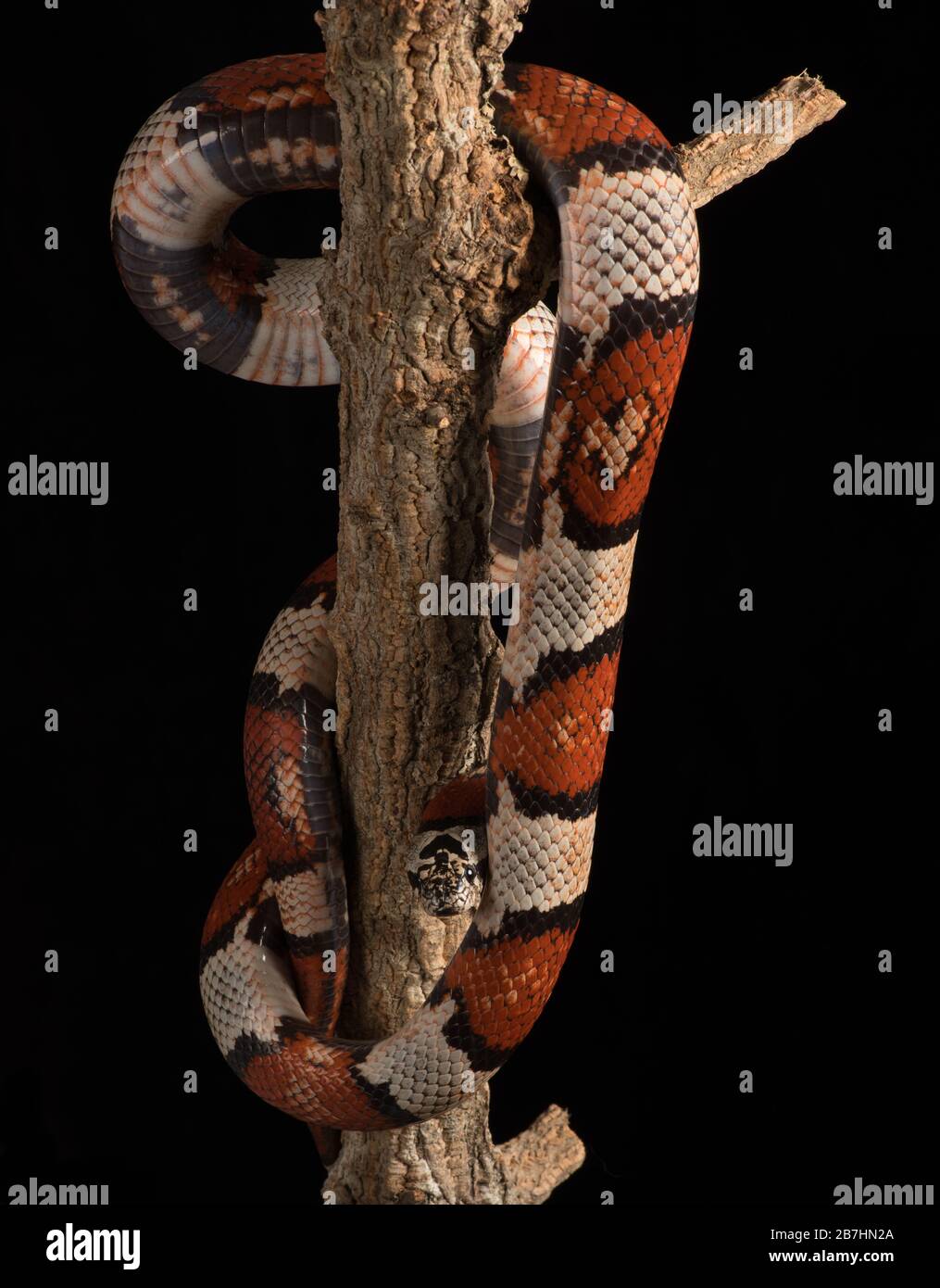 Corn snake elaphe guttata hi-res stock photography and images - Alamy