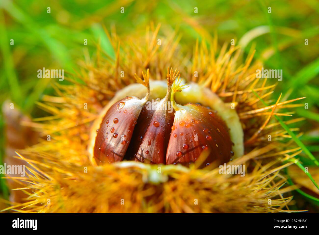 Chestnuts hedgehog hi-res stock photography and images - Alamy