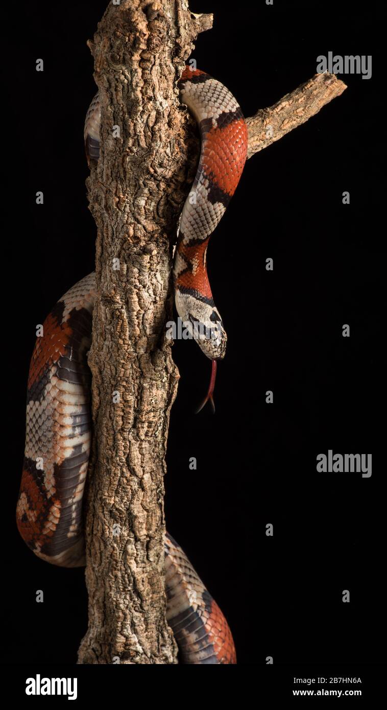 Corn snake pantherophis guttatus hi-res stock photography and images ...