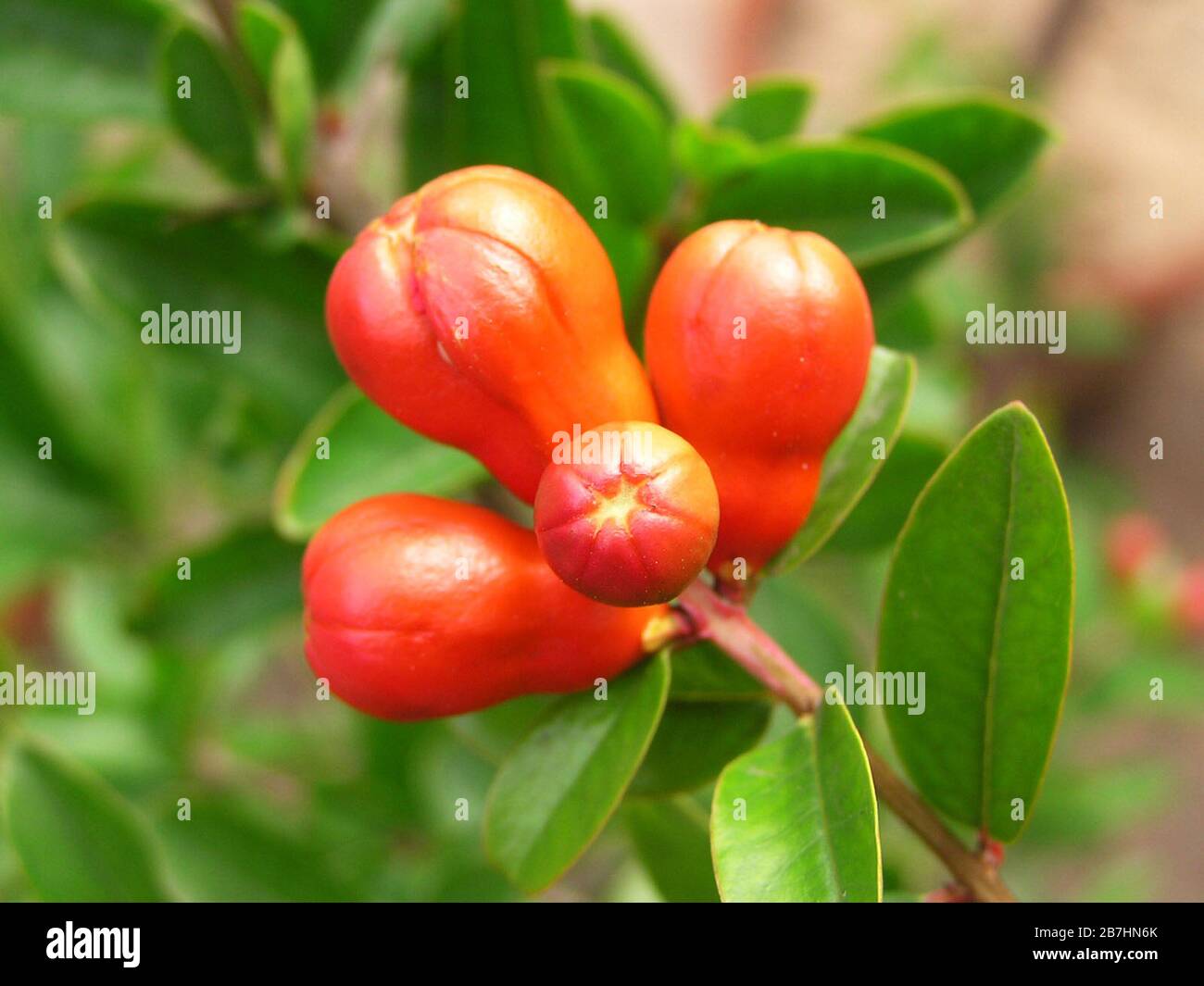 pomegranate fruit in a botanical garden, north china Stock Photo - Alamy