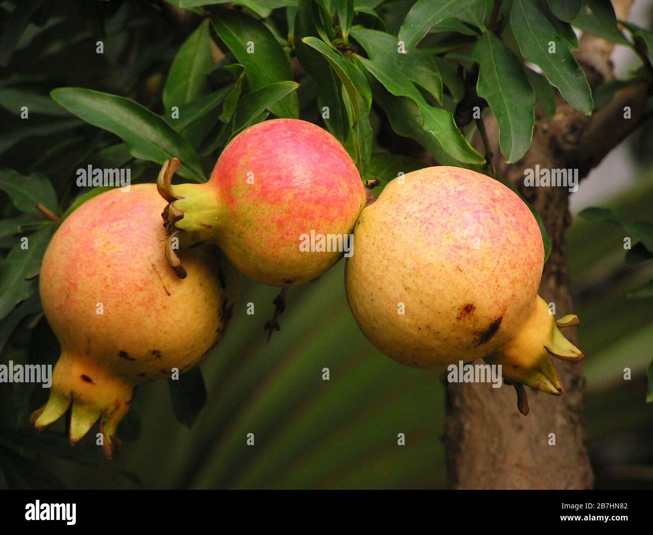 pomegranate fruit in a botanical garden, north china Stock Photo - Alamy
