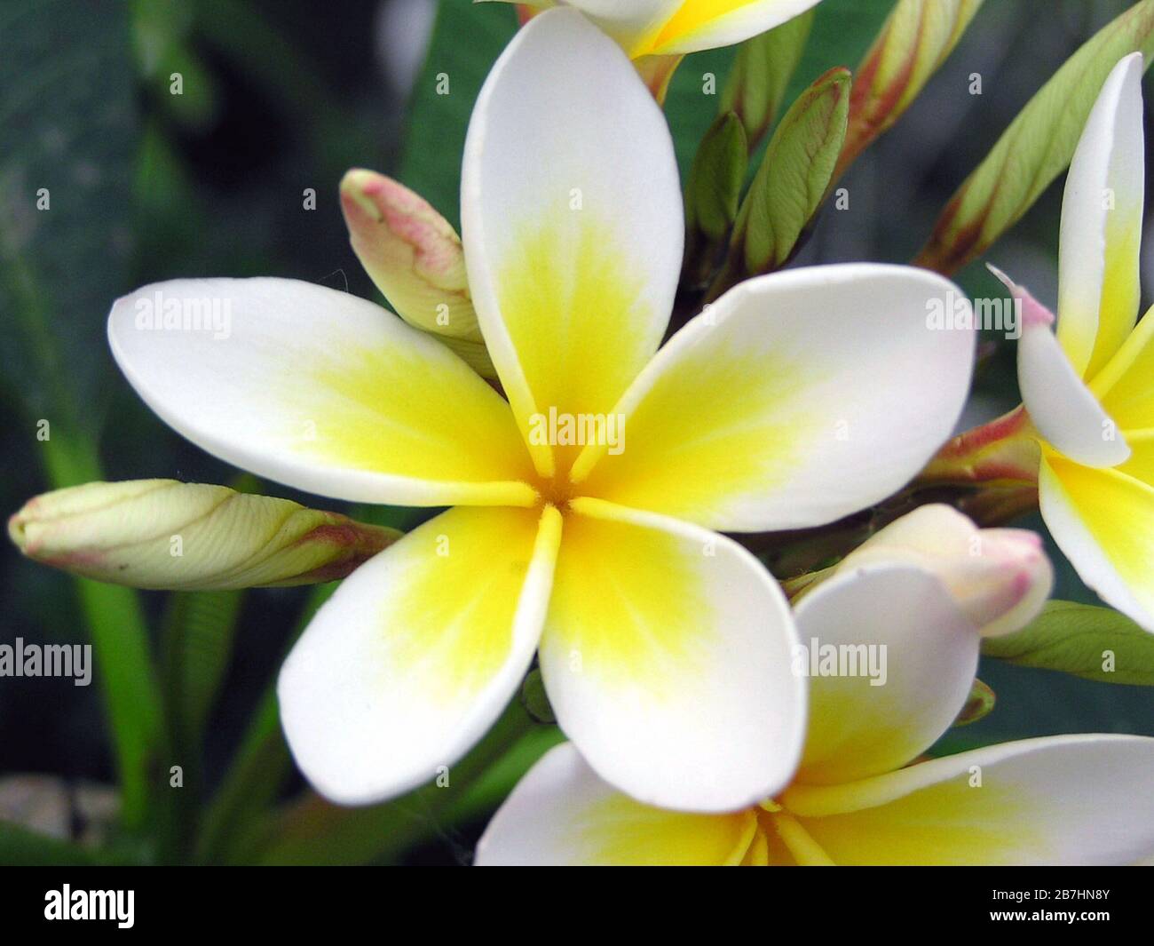 white simeon gardenia flowers in a garden Stock Photo - Alamy