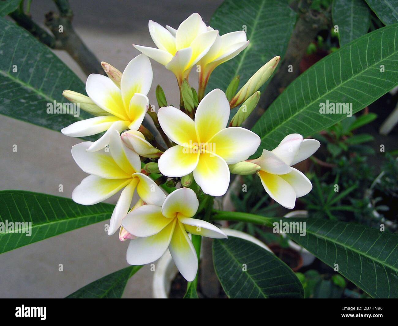 white simeon gardenia flowers in a garden Stock Photo - Alamy