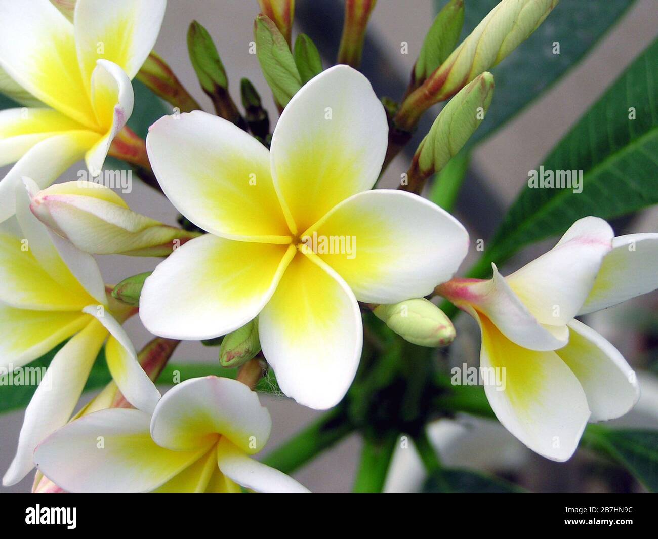 white simeon gardenia flowers in a garden Stock Photo - Alamy