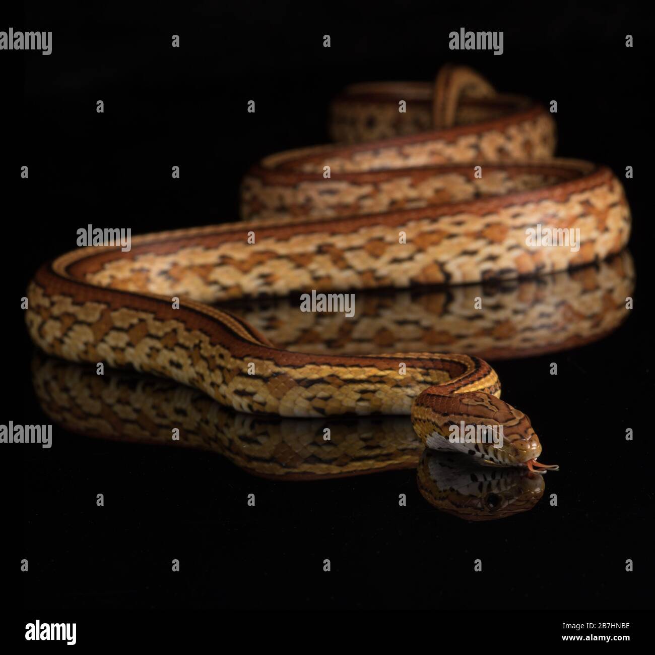 Canada snake hi-res stock photography and images - Alamy