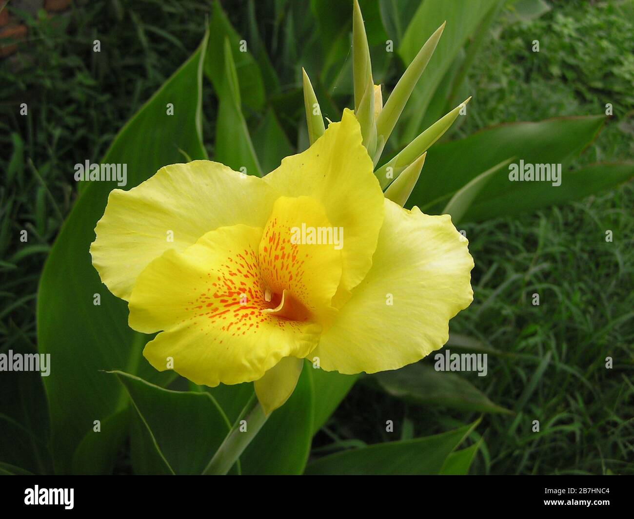 Canna north hi-res stock photography and images - Alamy