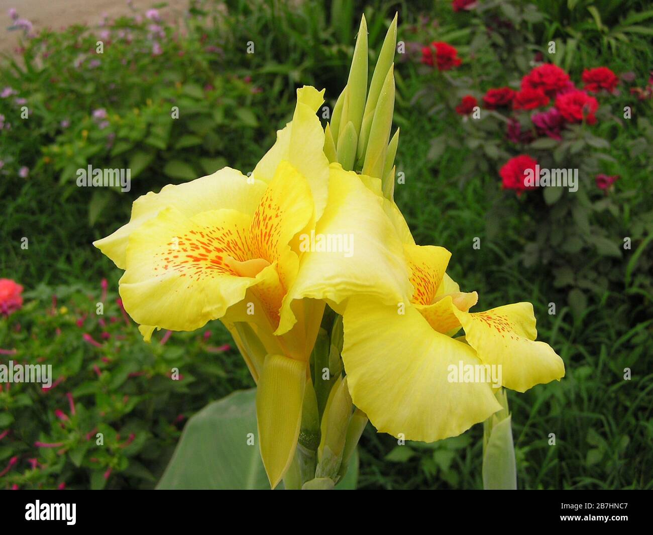 Beautiful canna flowers in a garden, north china Stock Photo - Alamy