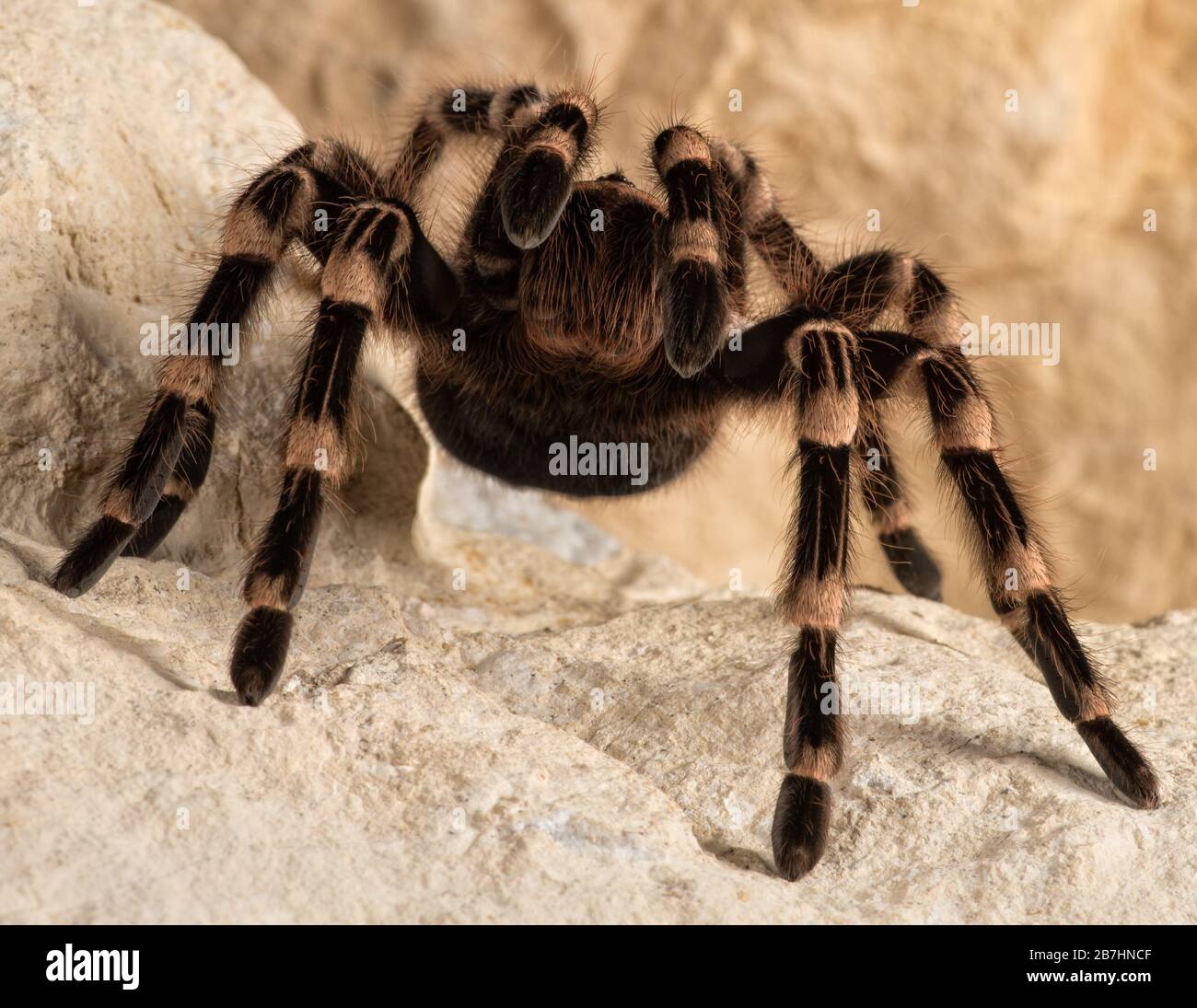 Mexican Giant White kneed Tarantula Stock Photo - Alamy