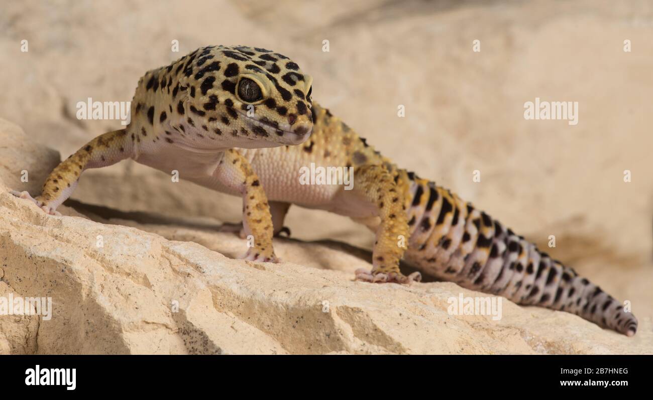 Gheko hi-res stock photography and images - Alamy
