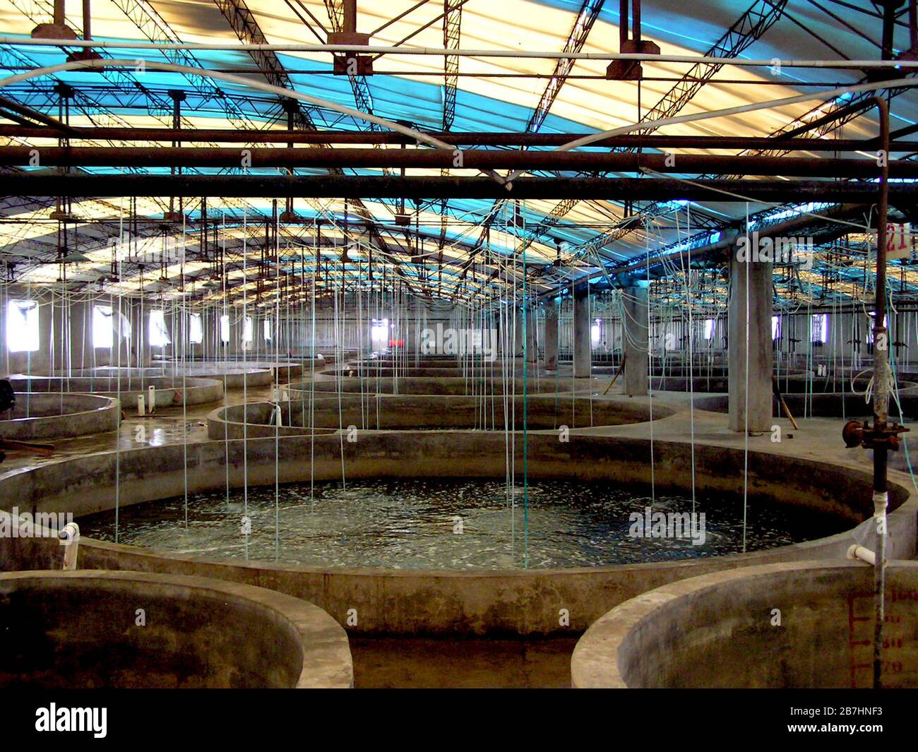 Aquatic product factory breeding workshop Stock Photo - Alamy