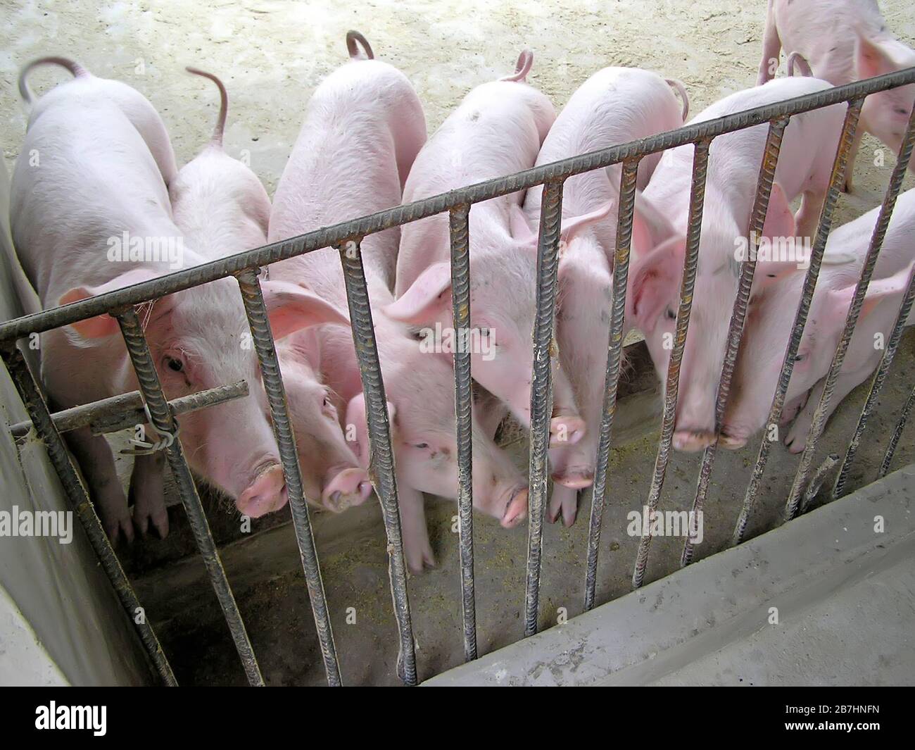 lean pig in a pig farms, north china Stock Photo - Alamy