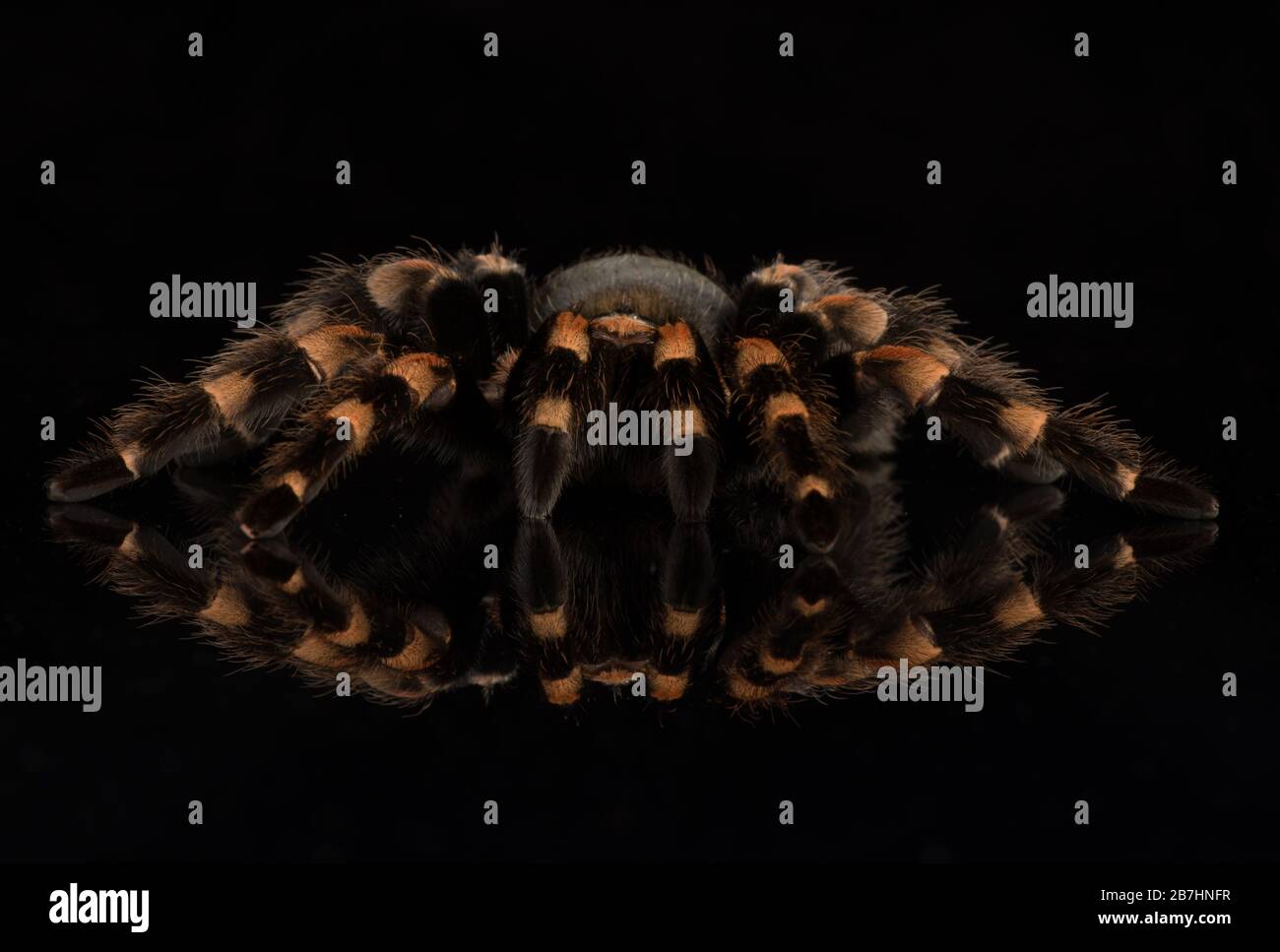 Mexican red kneed tarantula hi-res stock photography and images - Alamy