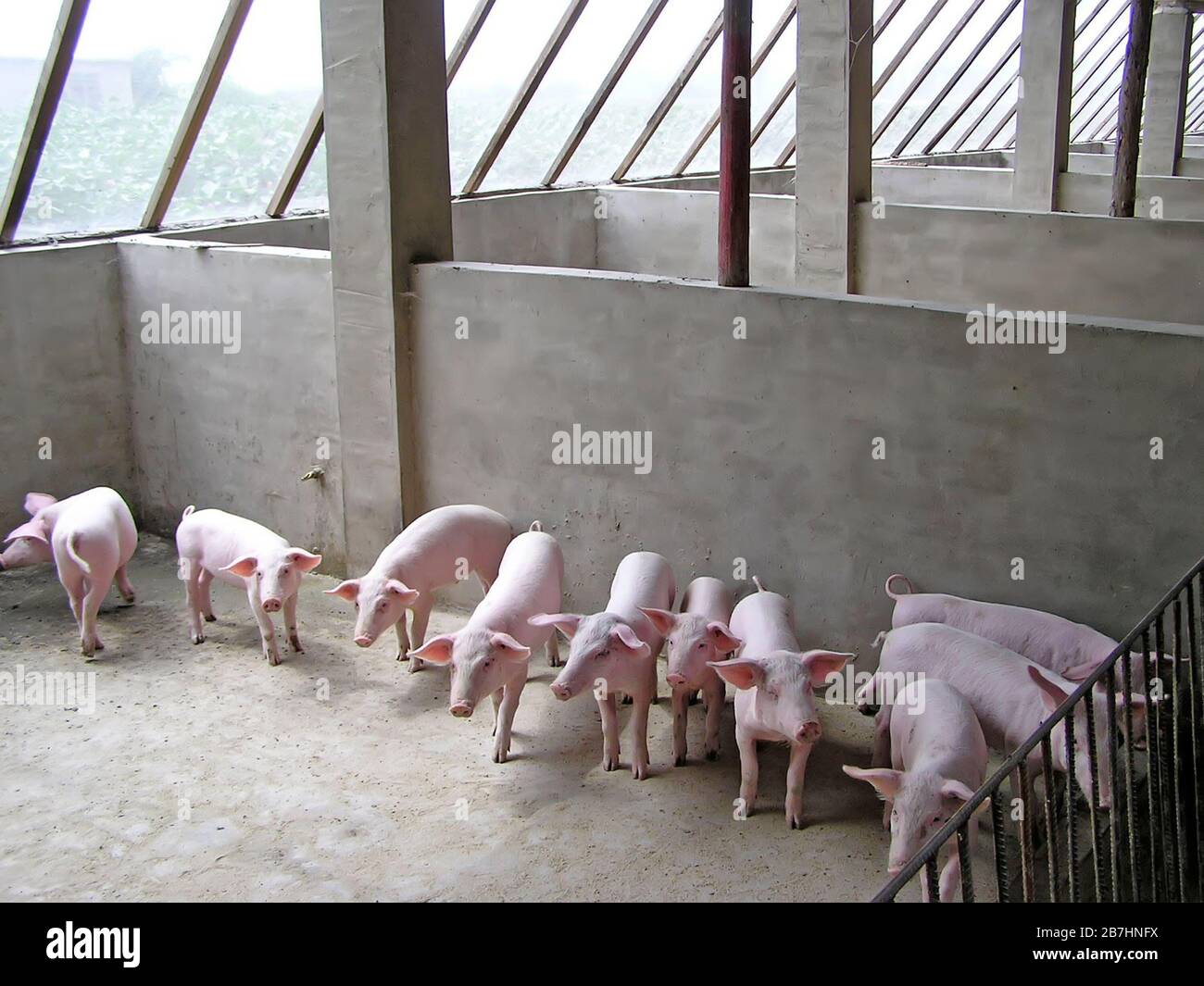lean pig in a pig farms, north china Stock Photo - Alamy
