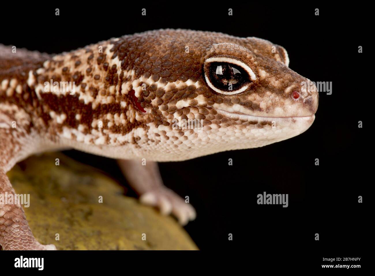 African fat-tailed gecko (Hemitheconyx caudicinctus Stock Photo - Alamy