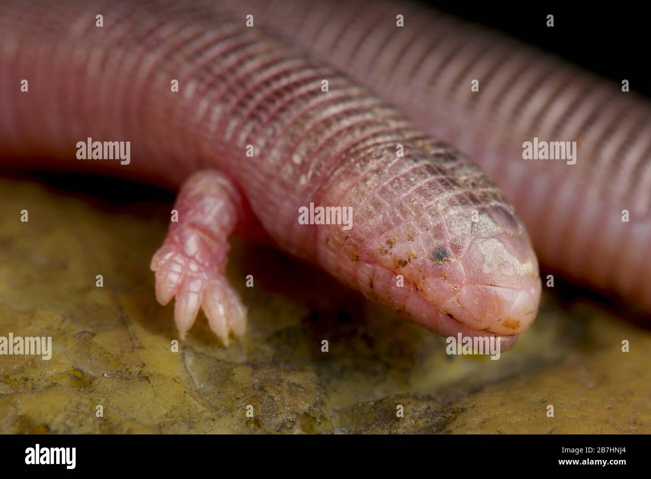 Mole lizard hi-res stock photography and images - Alamy