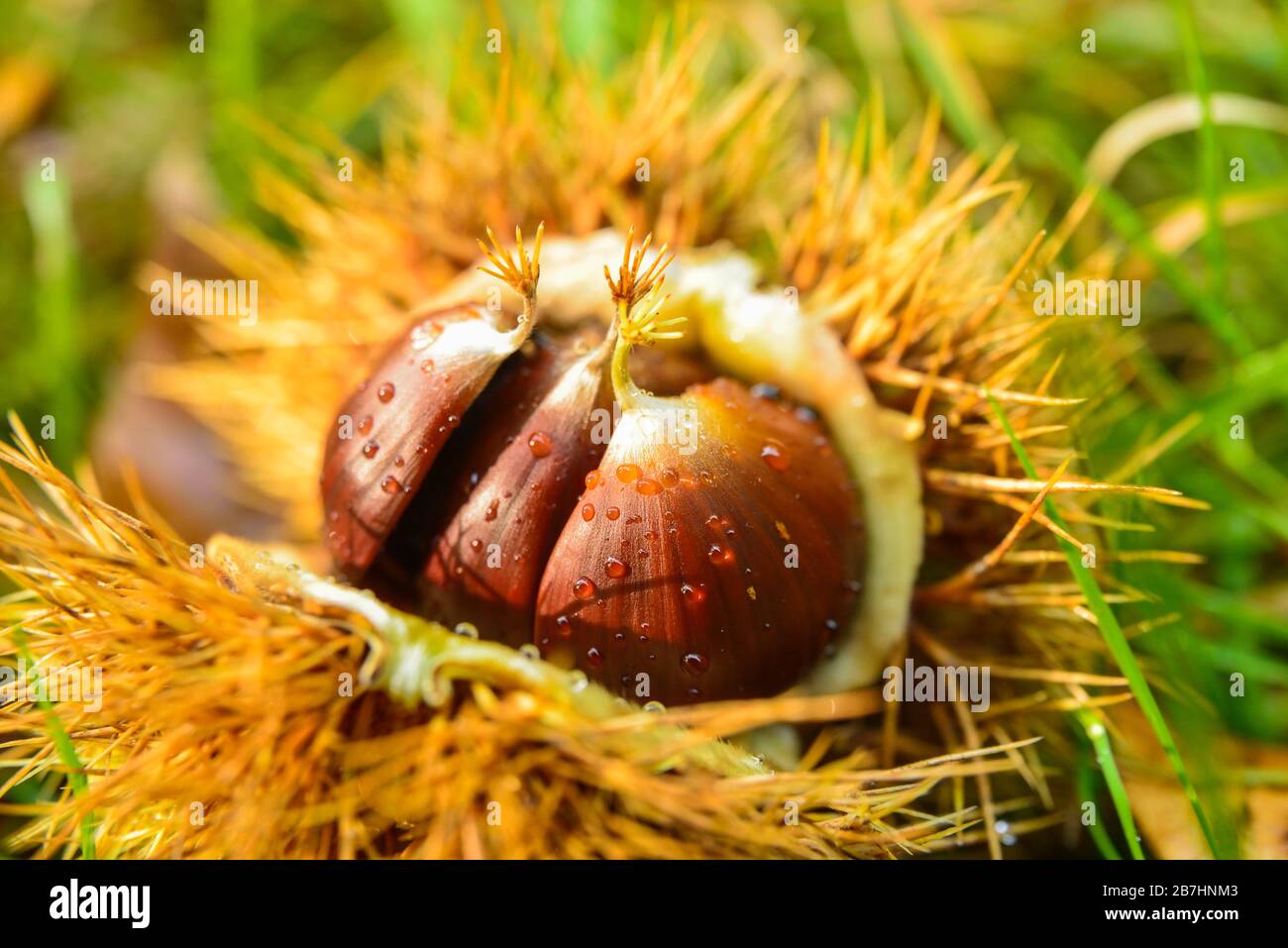 chestnuts in their hedgehog in a forest Stock Photo - Alamy