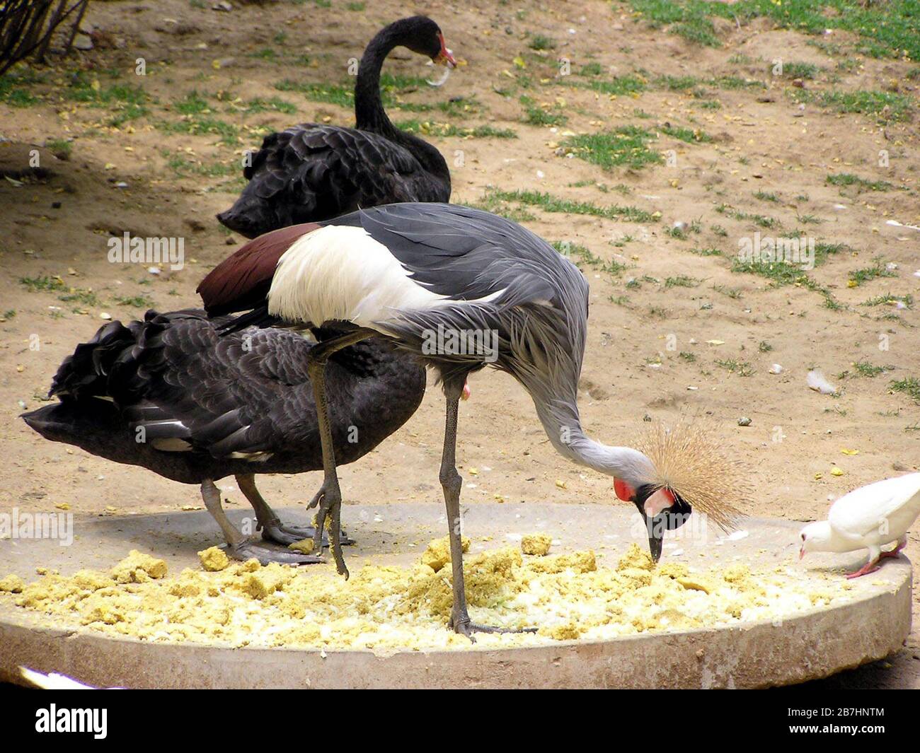 Crowned crane eating food in the zoo Stock Photo - Alamy